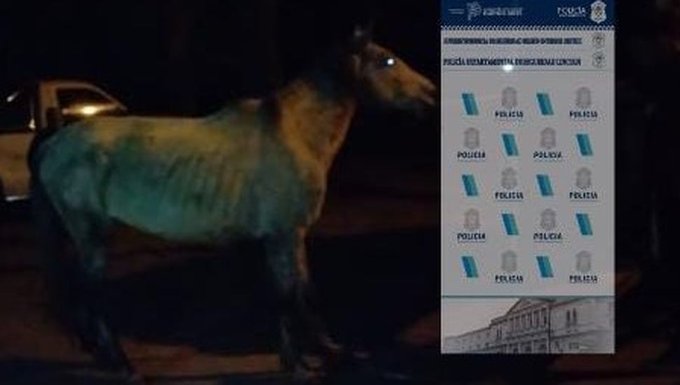 Rescataron un equino que recibía maltrato en El Triunfo – Casares Online
