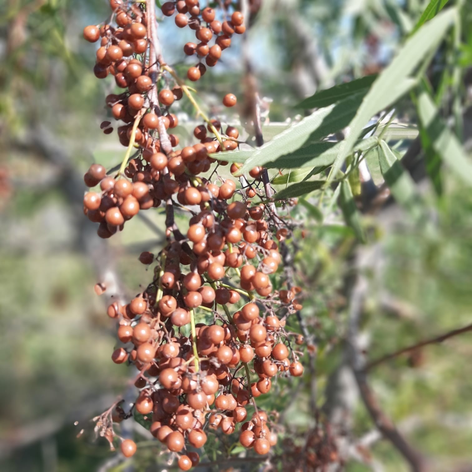 La plantación de Aguaribay en Balcarce que aporta memoria ...