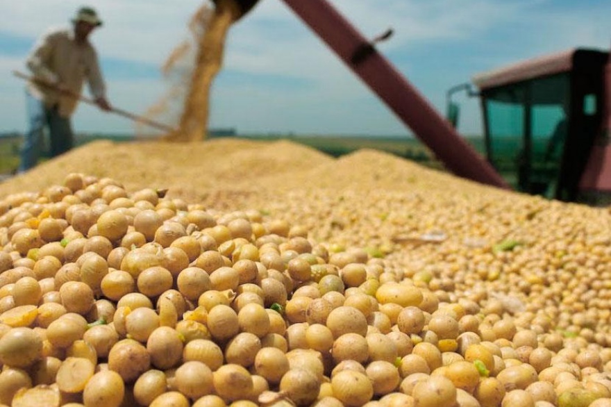 La cosecha de soja podría alcanzar los 50 millones de toneladas en la ...