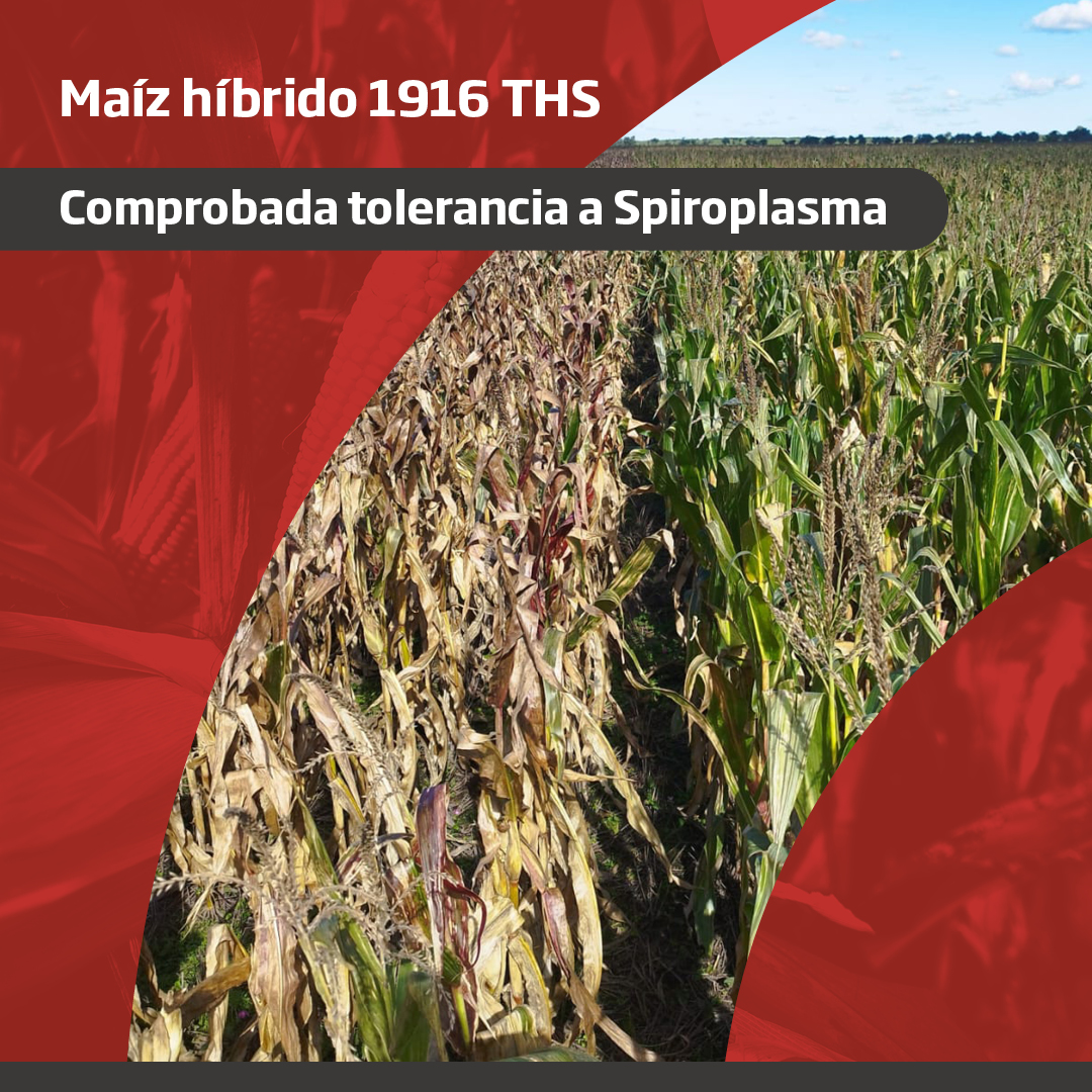 Grupo Los Grobo presenta un nuevo híbrido de marca propia con alta ...