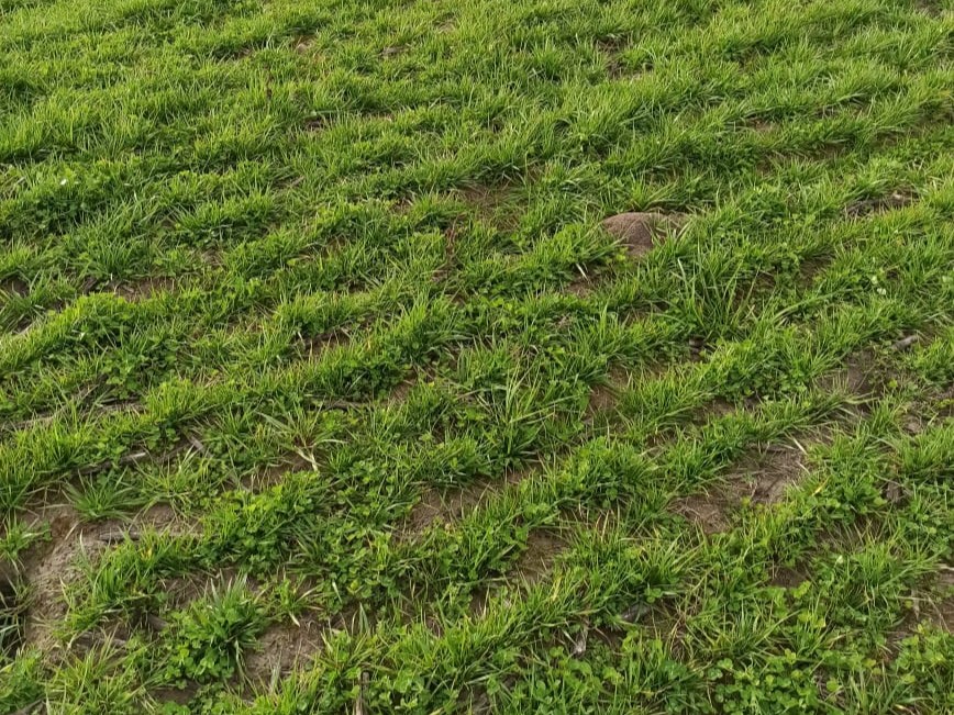Implantación de pasturas: Lo que hay que saber – Casares Online