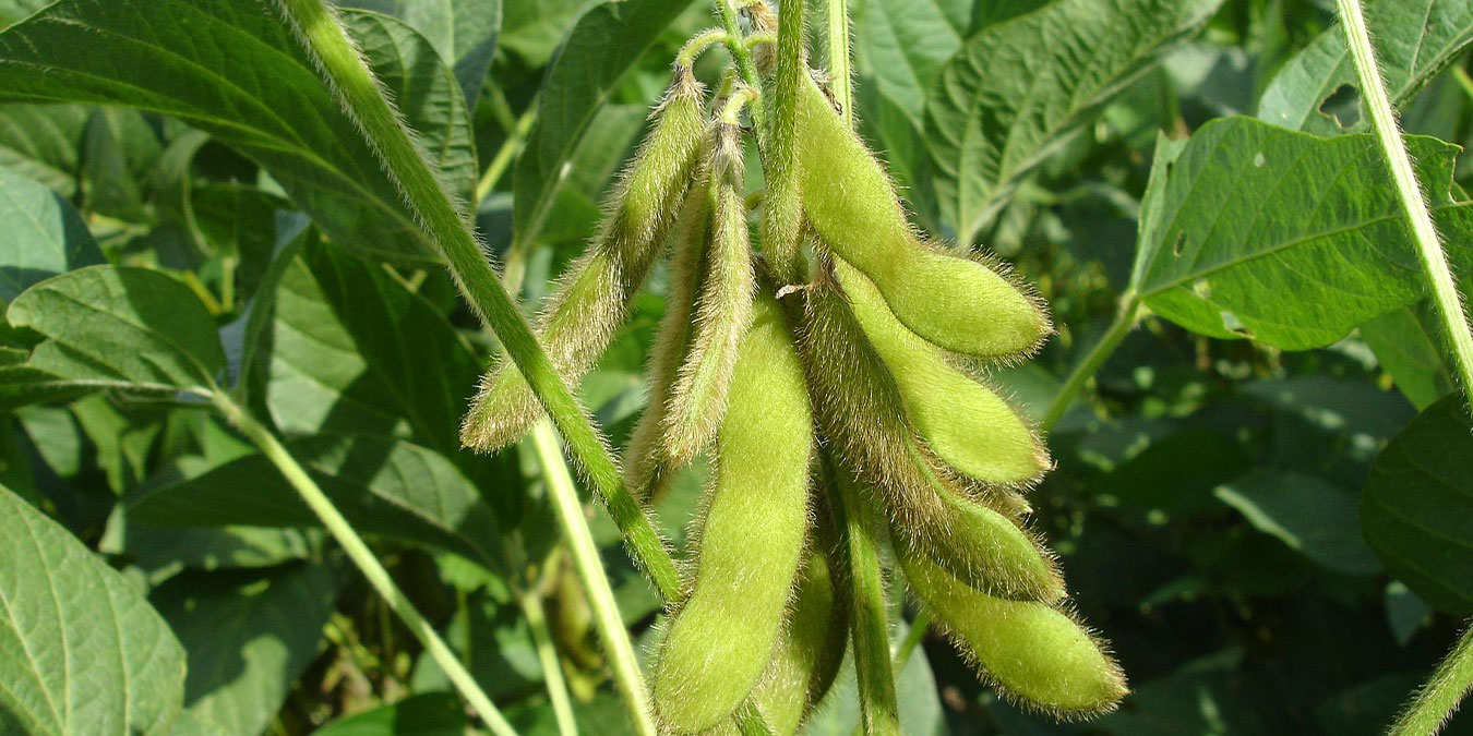 Soja y maíz 24/25: Rindes récord por región y las claves para lograrlos ...