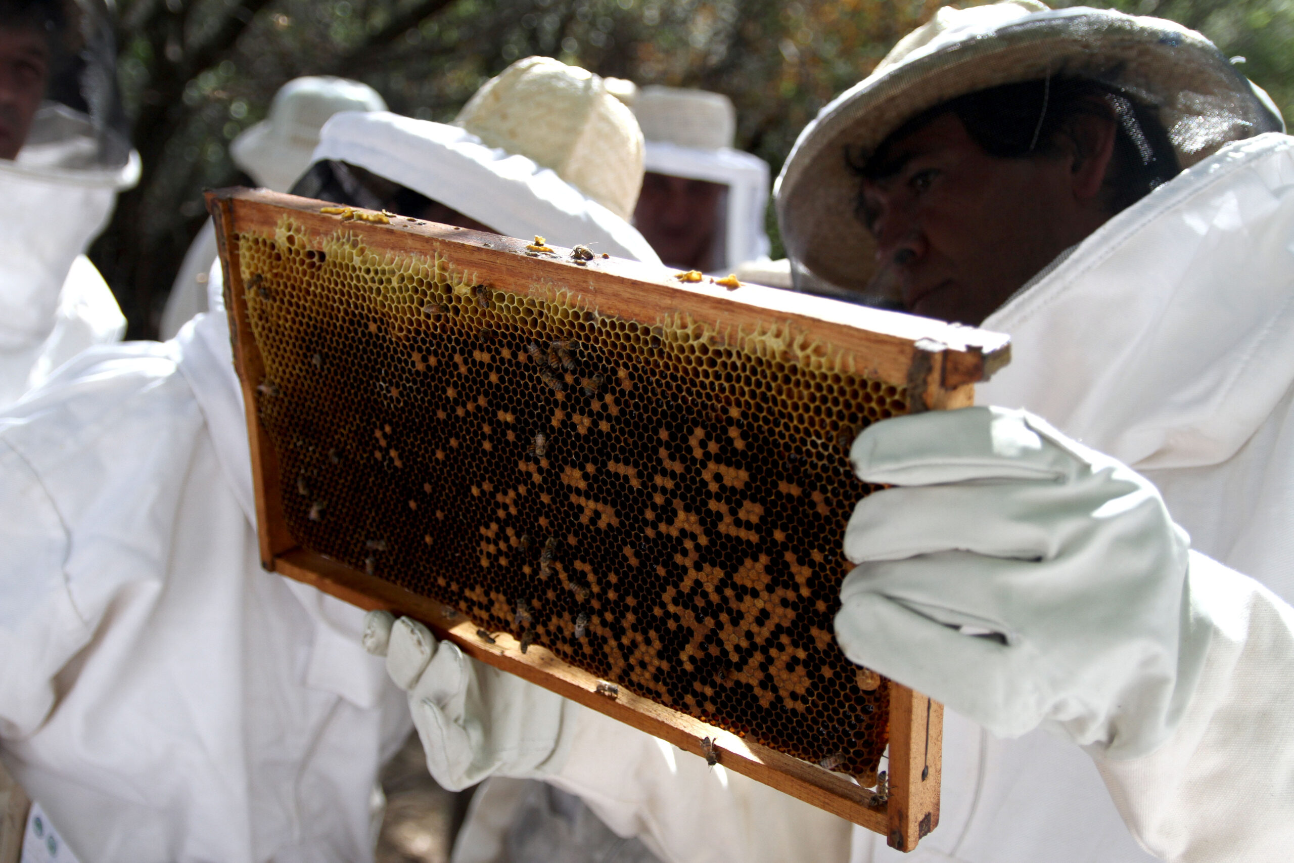 Récord de exportaciones de abejas reinas en los primeros 5 meses de ...