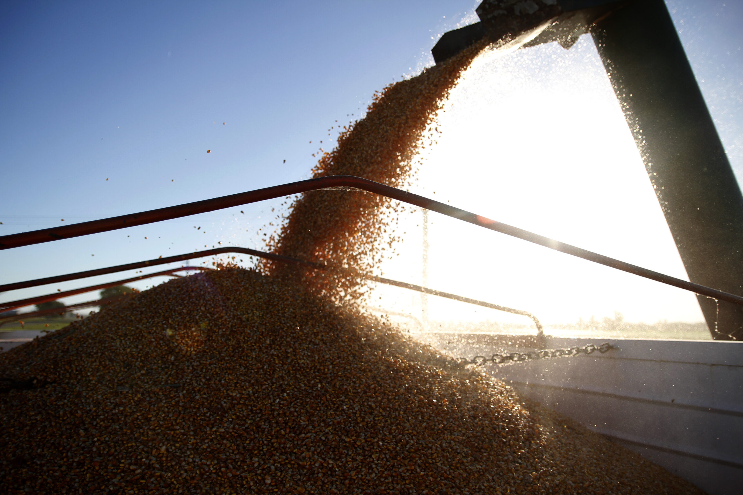 El Gobierno Nacional autorizó nuevos eventos genéticamente modificados ...