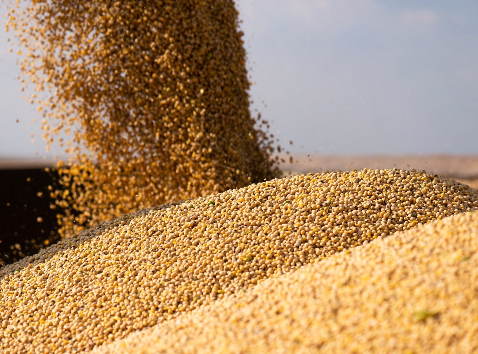 Seminario ACSOJA 2025: La soja como clave en la alimentación animal y ...