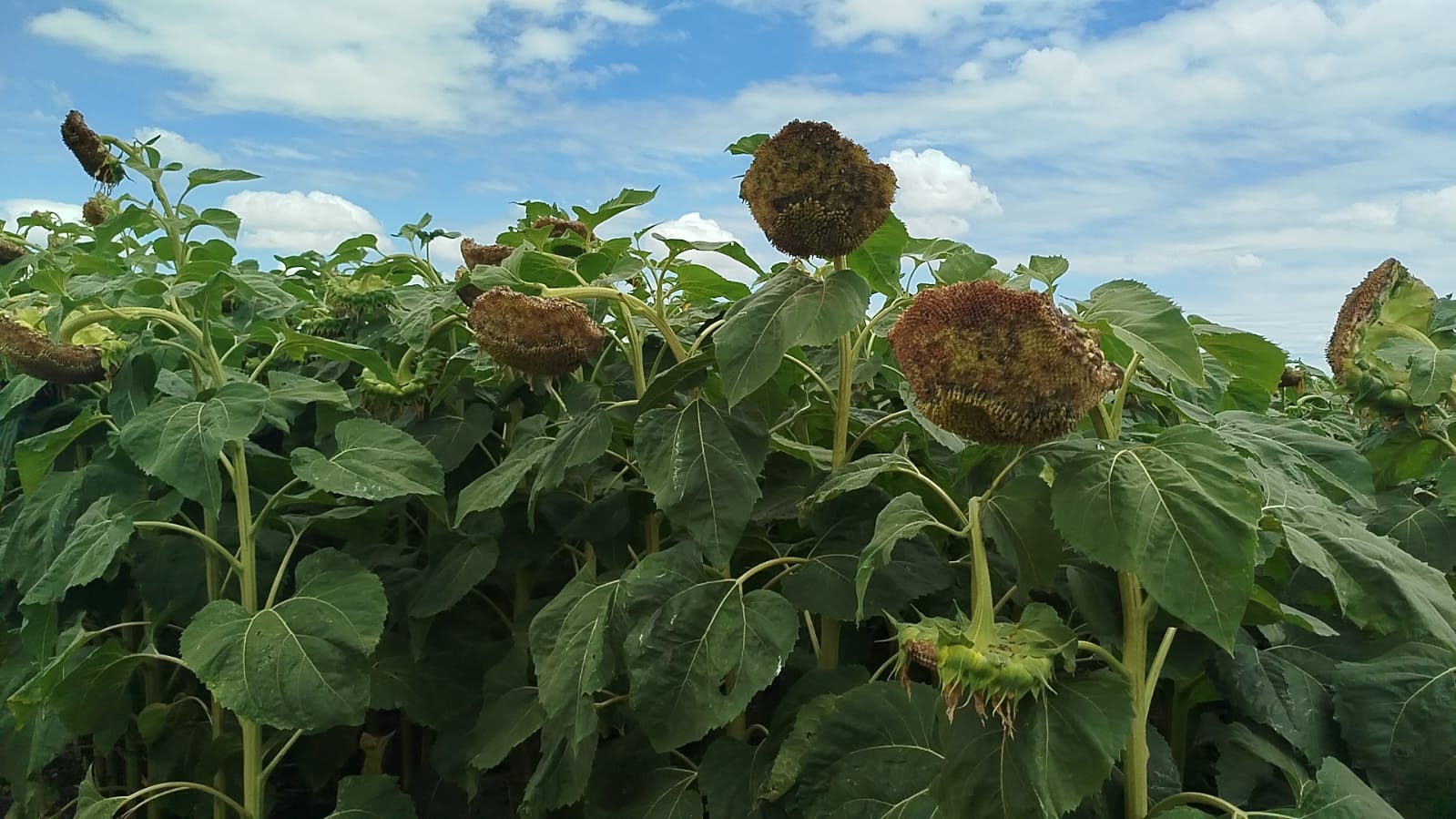 La proyección de girasol sube a 6,2 mtn por rindes récord, mientras el ...